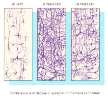 The Adolescent Brain: What Stays? What Goes? – Shelly D Mahon, Ph.D.